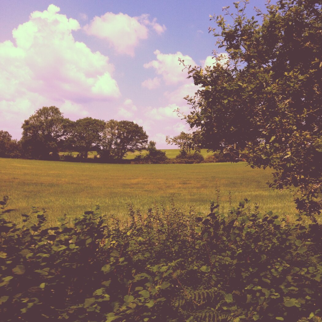 A Day on the New Forest Tour: Explore the Best of the New Forest ...
